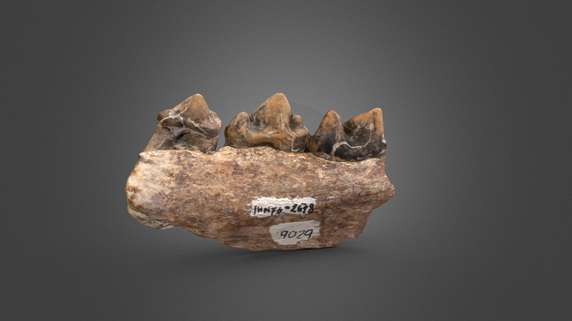 Mandíbula de león americano Panthera atrox - 3D model by Museo de ...