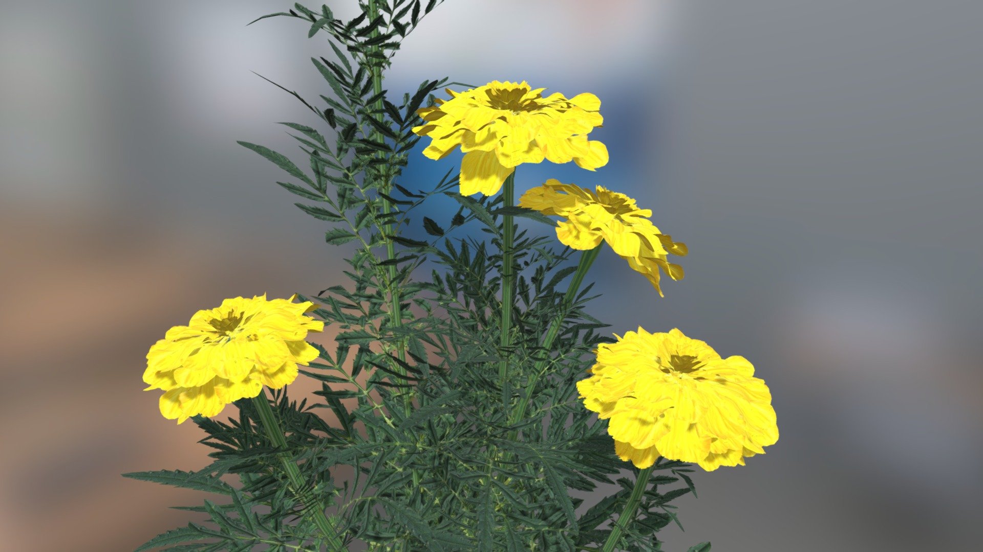 Tagetes Erecta with animation - Buy Royalty Free 3D model by PATH ...