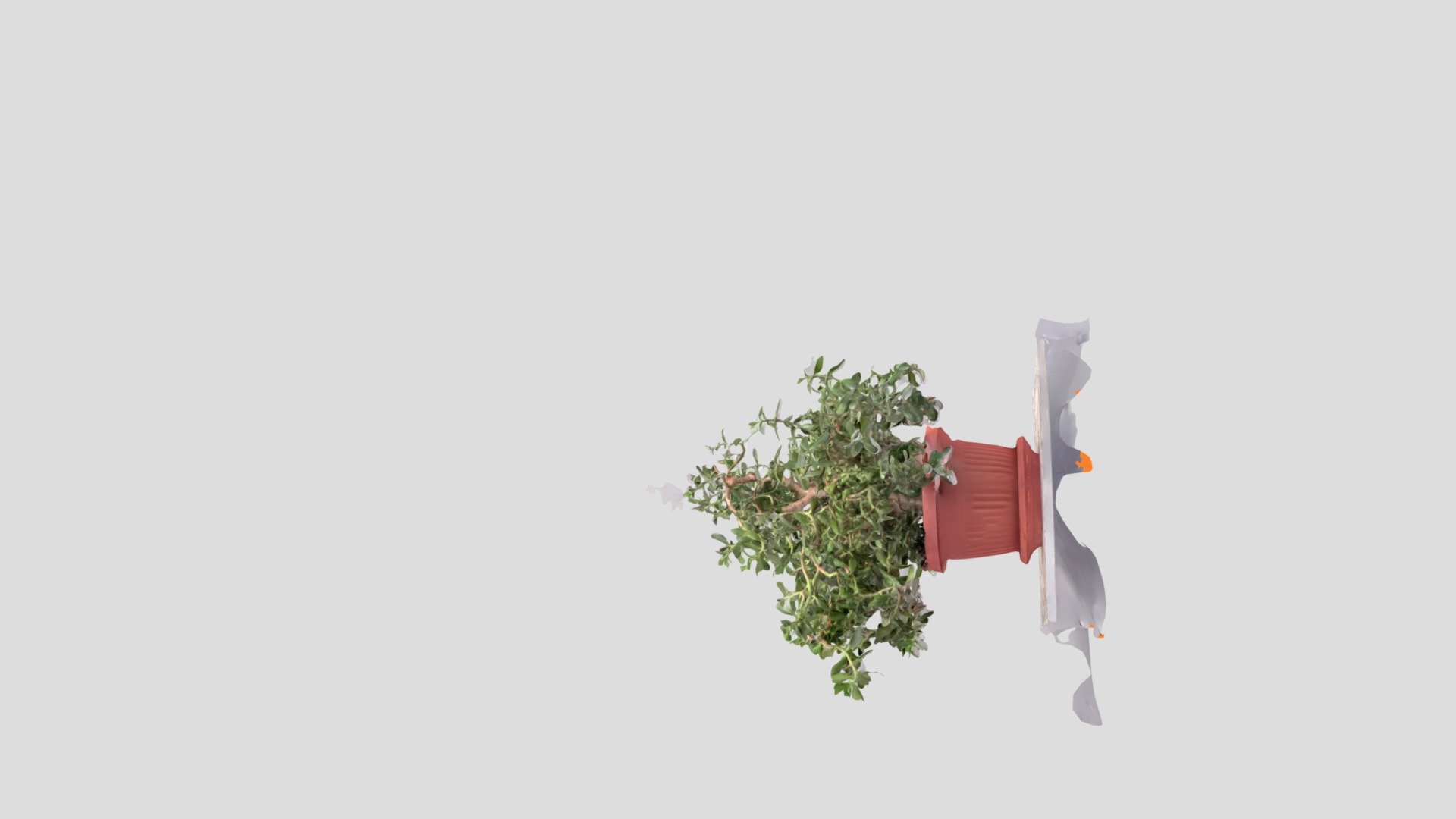 T322_FatPlant336_Crop - 3D model by infaum [9327f25] - Sketchfab