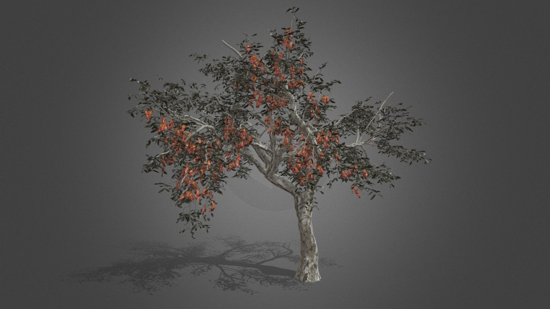 Tara - Download Free 3D model by hanandess [932f834] - Sketchfab