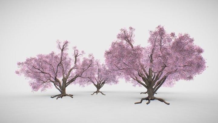 Sakura 3D models - Sketchfab