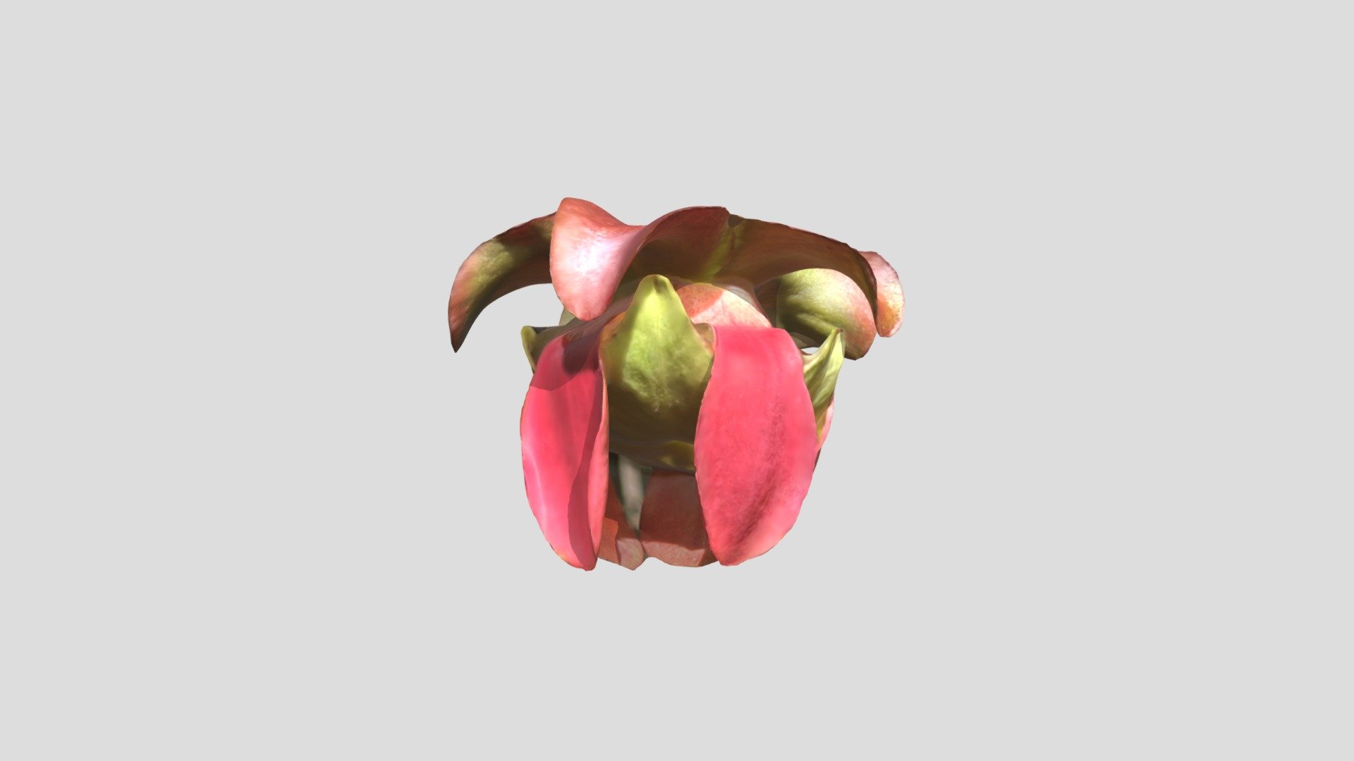 Pitcher Plant Flower - Download Free 3D model by Skyler Young ...