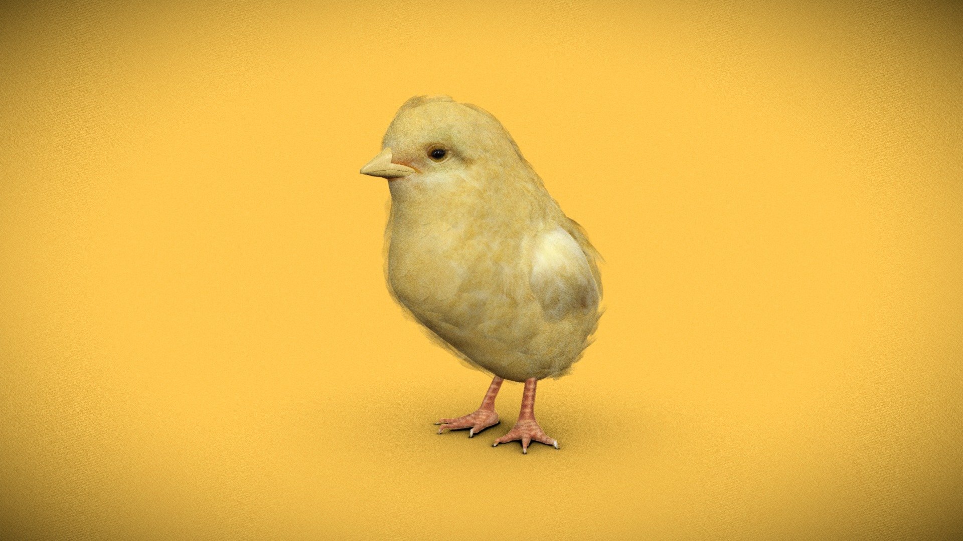 Chick - Buy Royalty Free 3D model by Samad.Ahmed [933aa2f] - Sketchfab ...