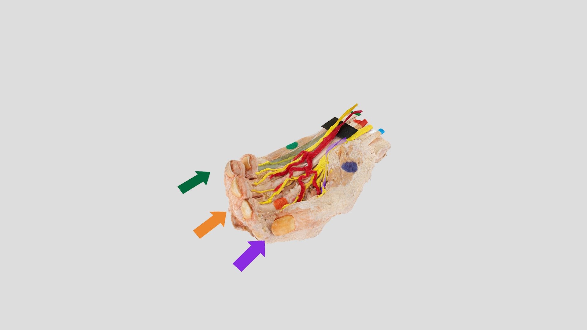 Palm - 3D model by kucharm [933b7f6] - Sketchfab