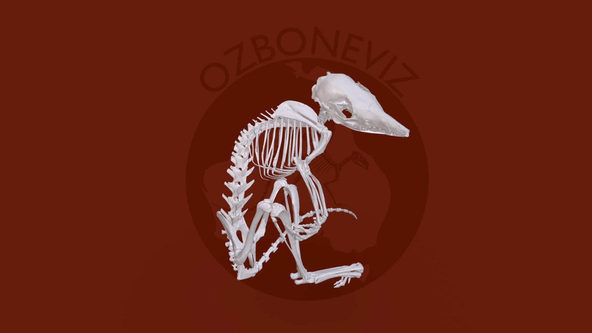 Lesser Bilby Skeleton - 3D model by Ozboneviz [933d674] - Sketchfab