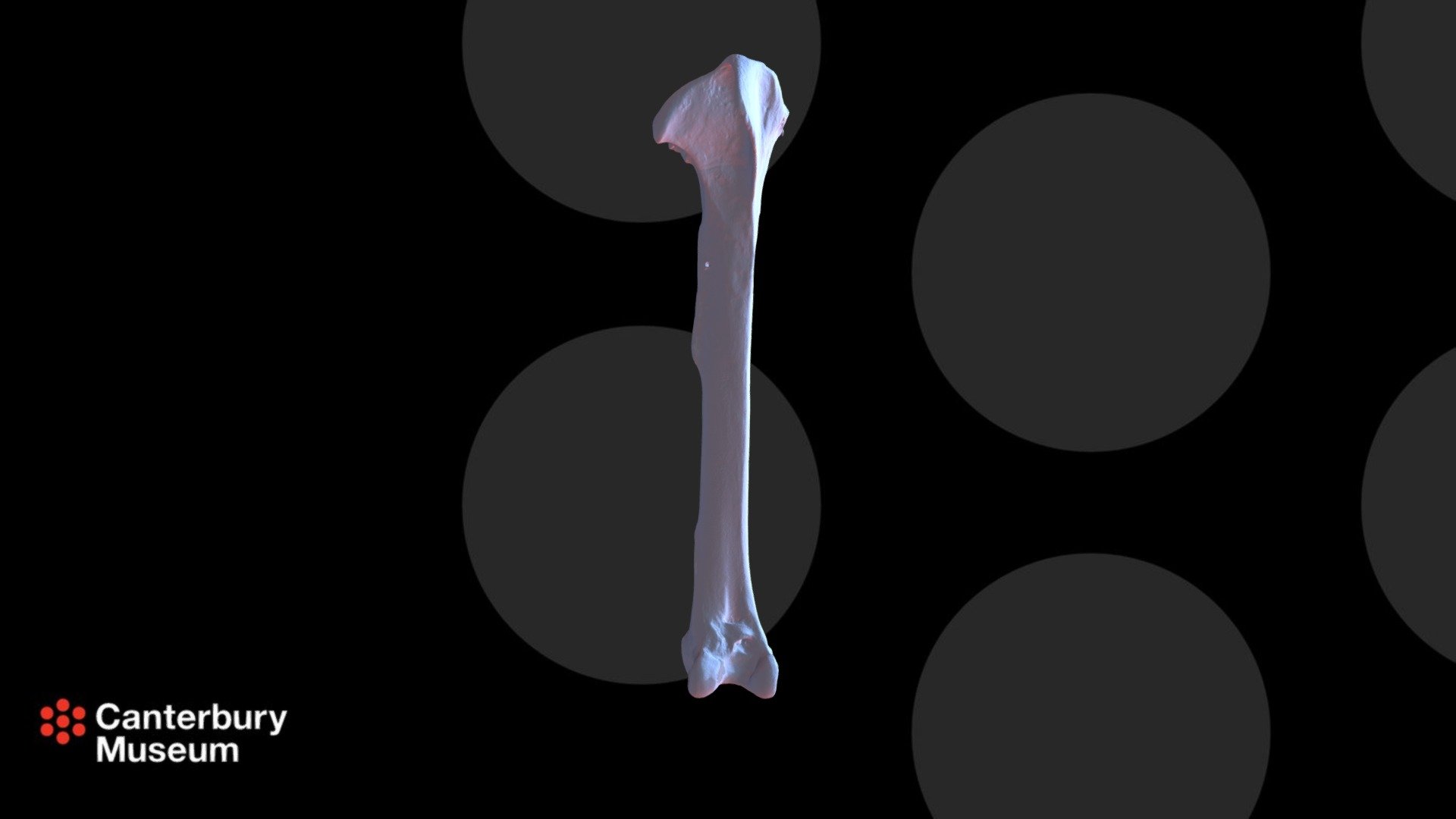 Aptornis defossor tarsusmetatarsus - 3D model by Canterbury Museum ...