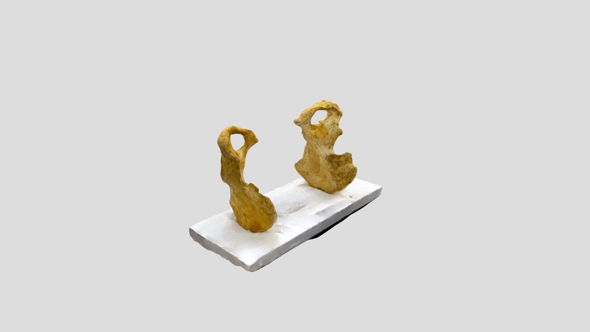 Ischium ( right & left) - 3D model by prajjawalit [9344664] - Sketchfab