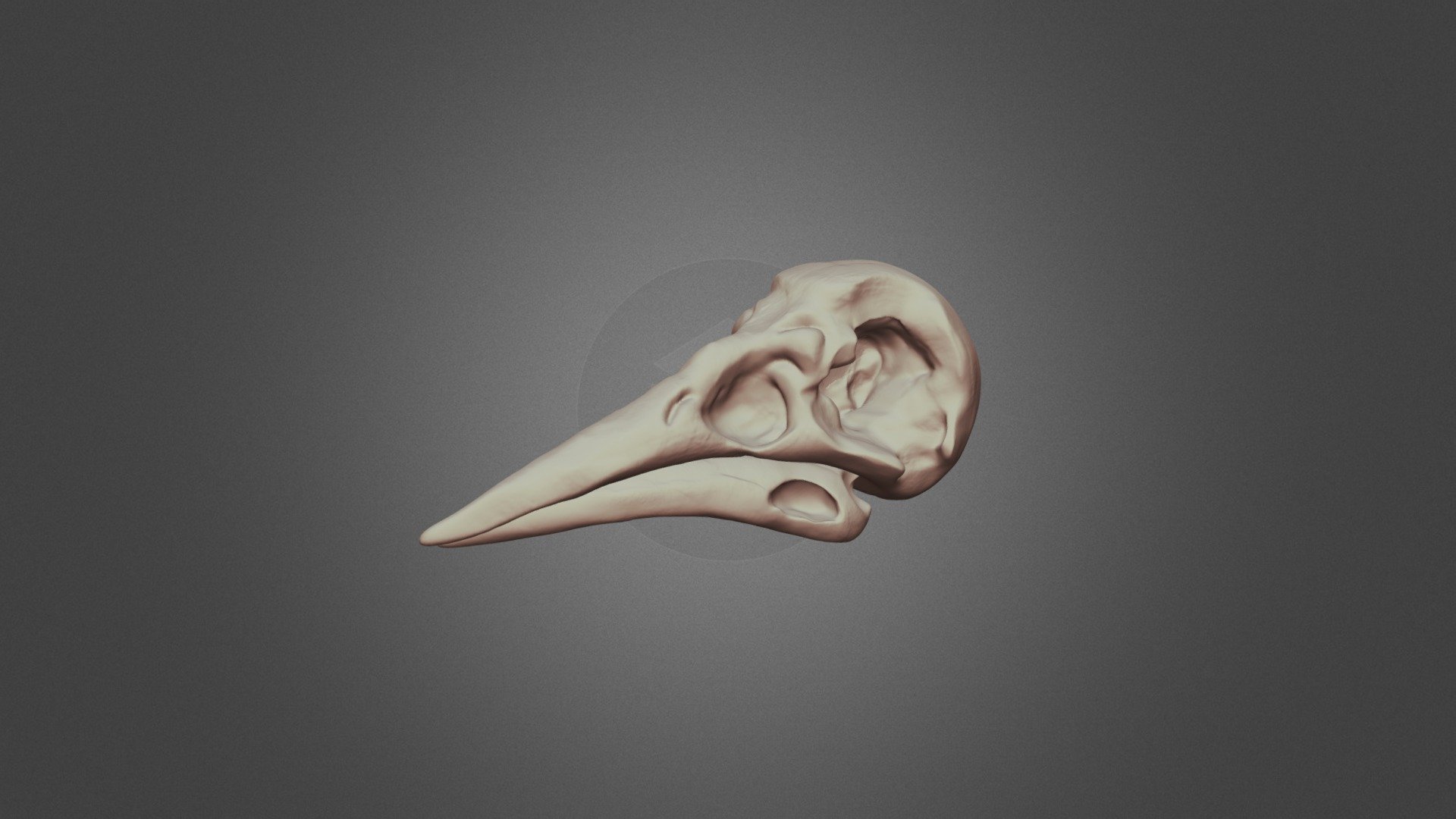 Crow skull - 3D model by ganeshaaaa (@jsganesh123) [935298b] - Sketchfab
