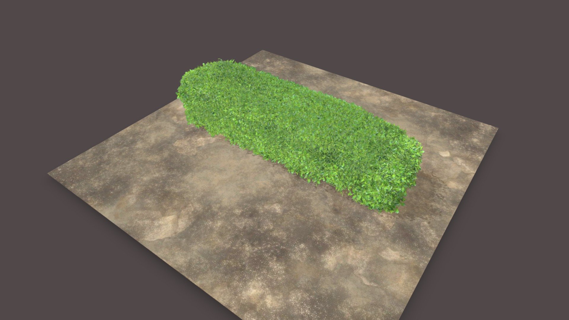 Boxwood-G05 - Buy Royalty Free 3D model by ASMA3D [935ca57] - Sketchfab Store