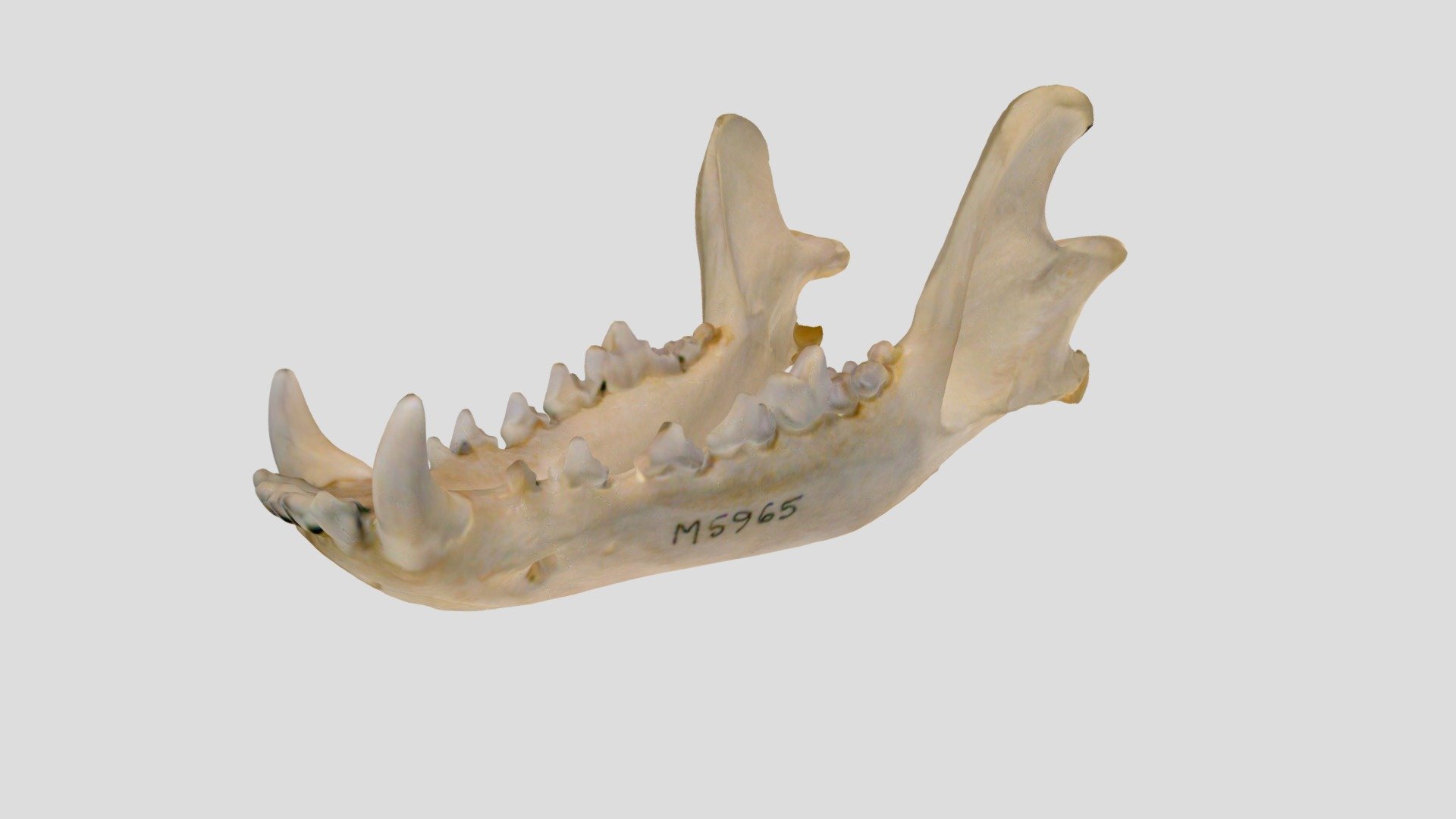 WAM M5965 - Dingo (Jaw) - 3D model by Western Australian Museum ...