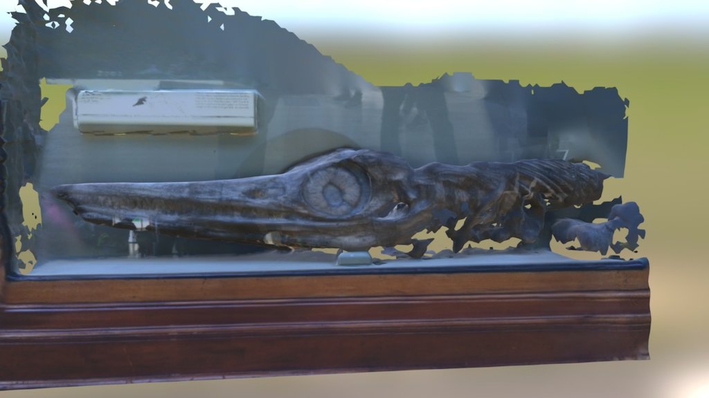 Ichtyosaur Skull - 3D model by Virtual Curation Lab ...