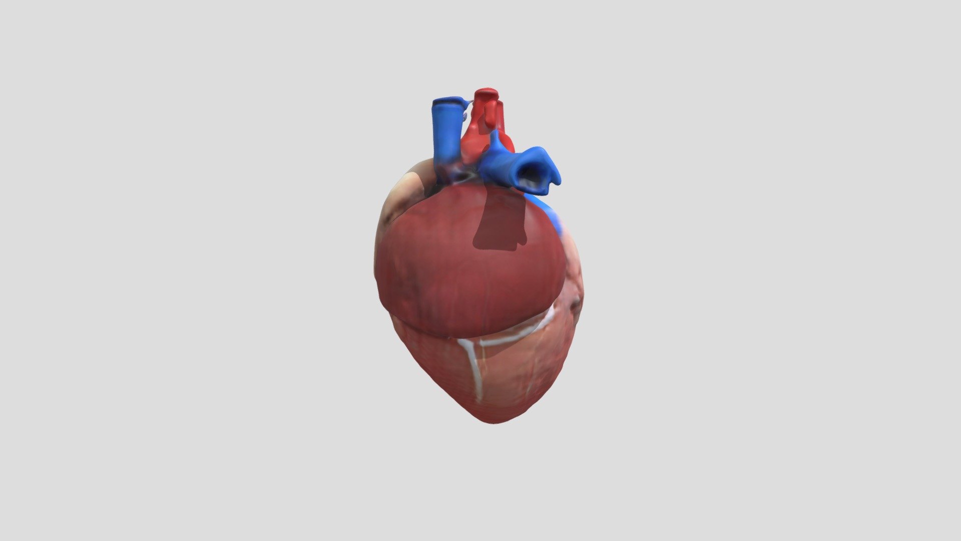 Human heart - Download Free 3D model by tutminchai [936dc7d] - Sketchfab