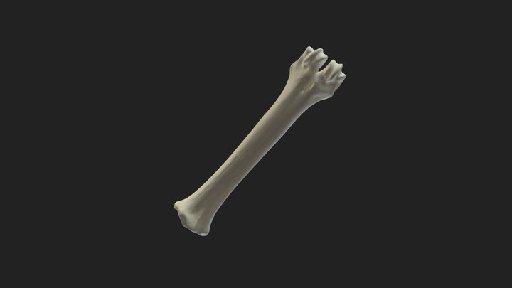 Metatarsal_bones 3D models - Sketchfab