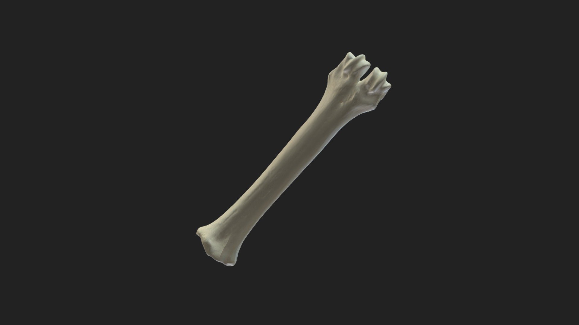 metatarsal bones (ossa metatarsalia) goat - 3D model by vetanatMunich ...