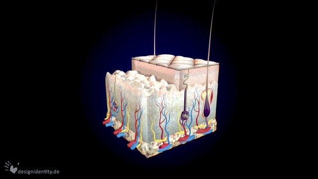 Epidermis 3D models - Sketchfab