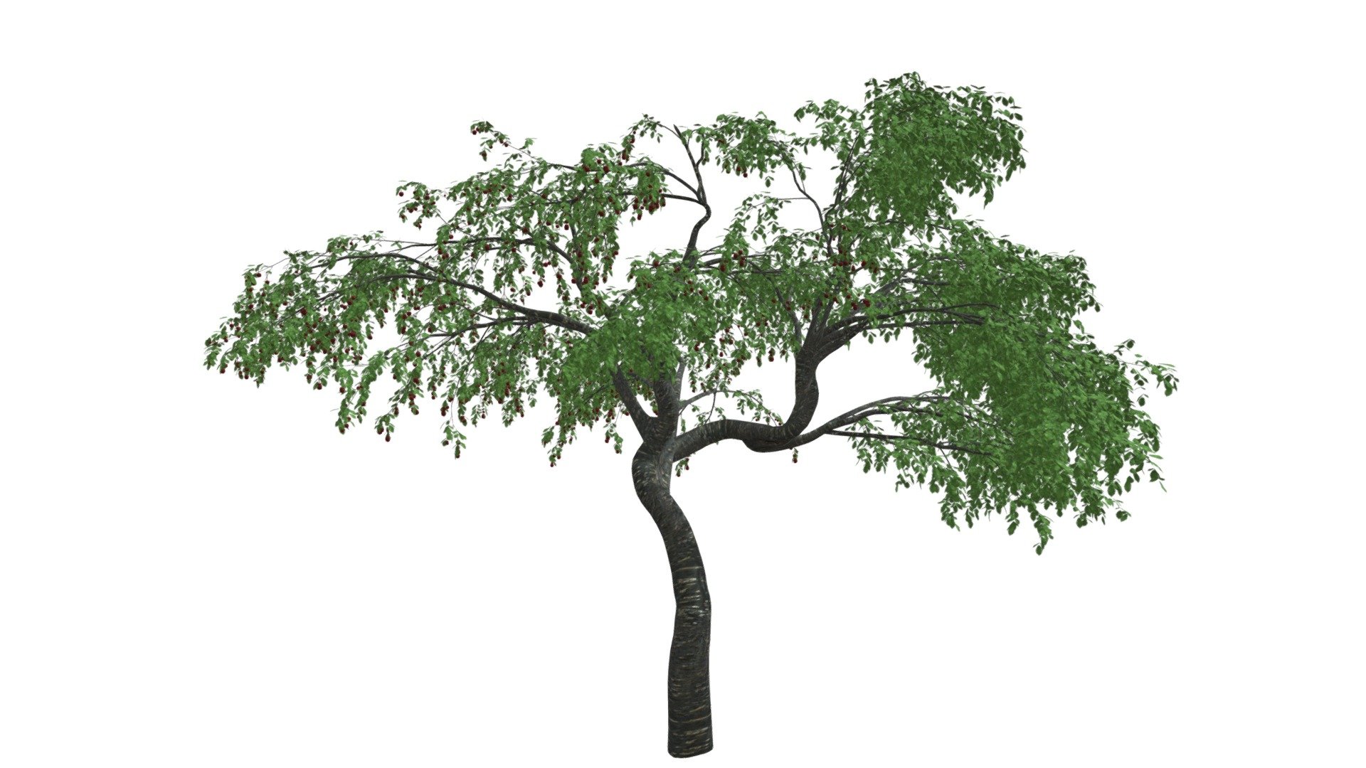 Cherry Tree #07 - Buy Royalty Free 3D model by meshshape [937fe4c ...