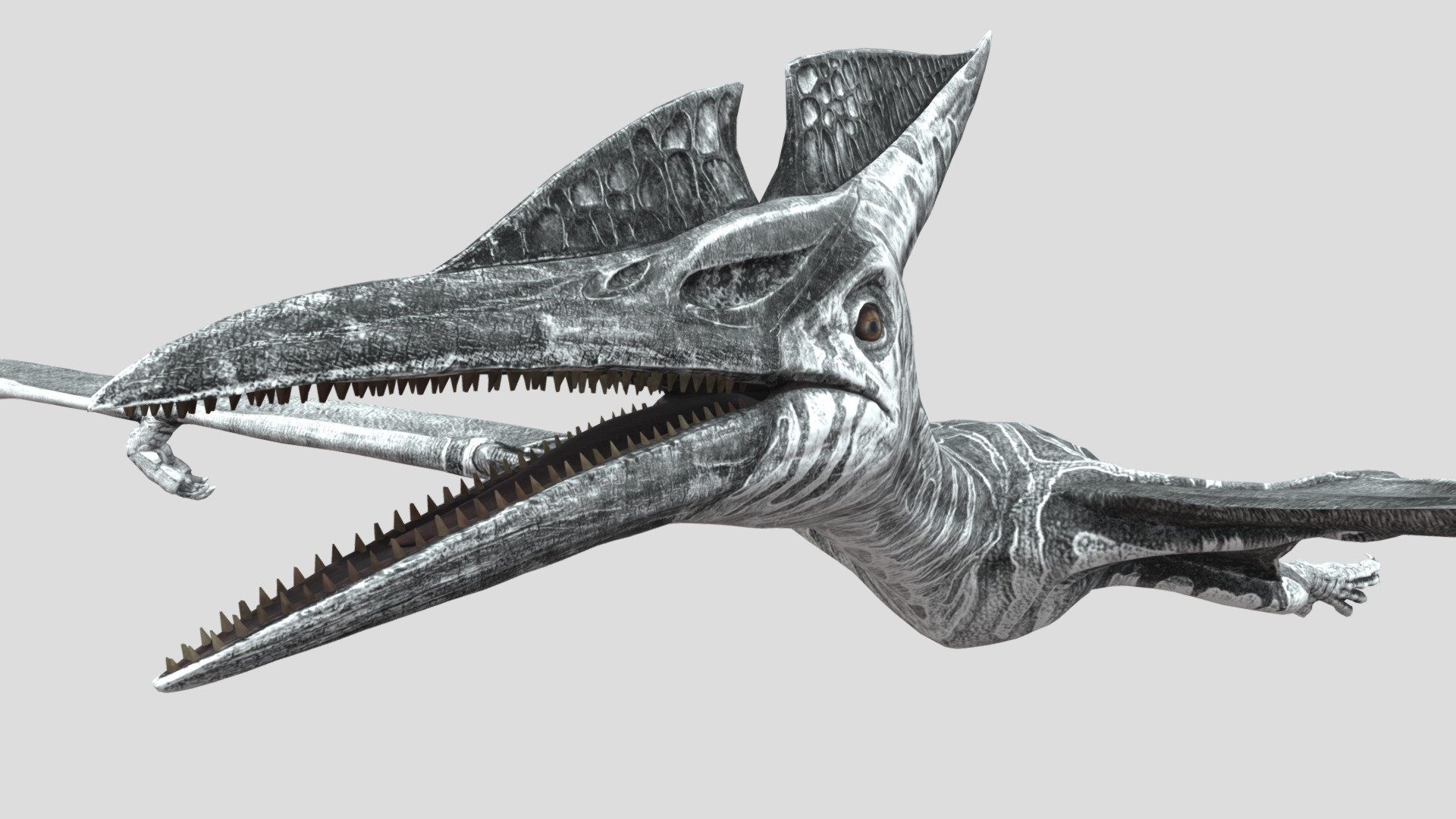Pteranodon - Download Free 3D model by Tim The Ichthyovenator ...