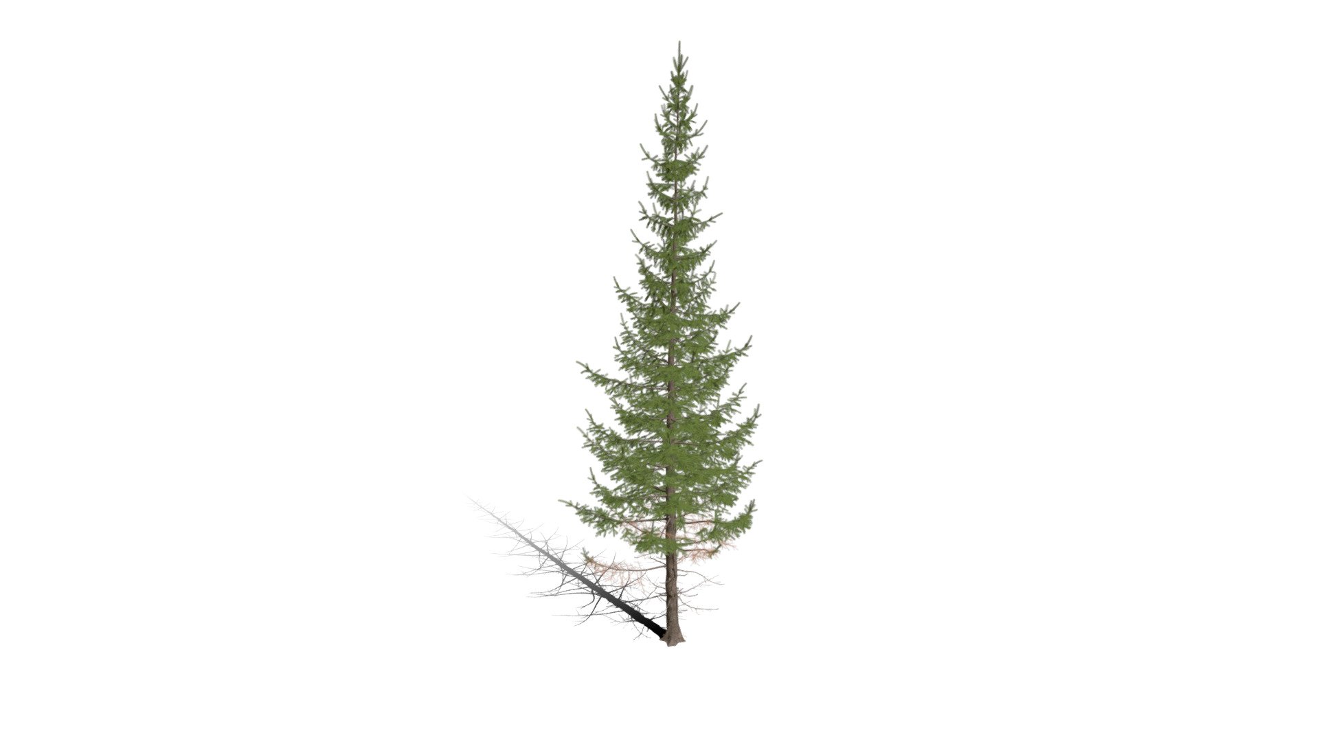 Realistic HD Norway spruce (18/43) - Download Free 3D model by ...