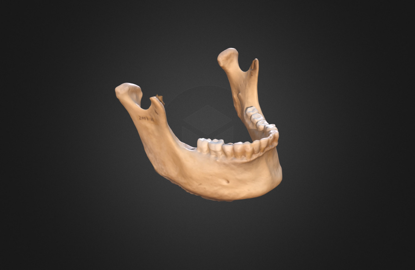 Human Male Mandible - 3D model by jholowachuk [9397d21] - Sketchfab