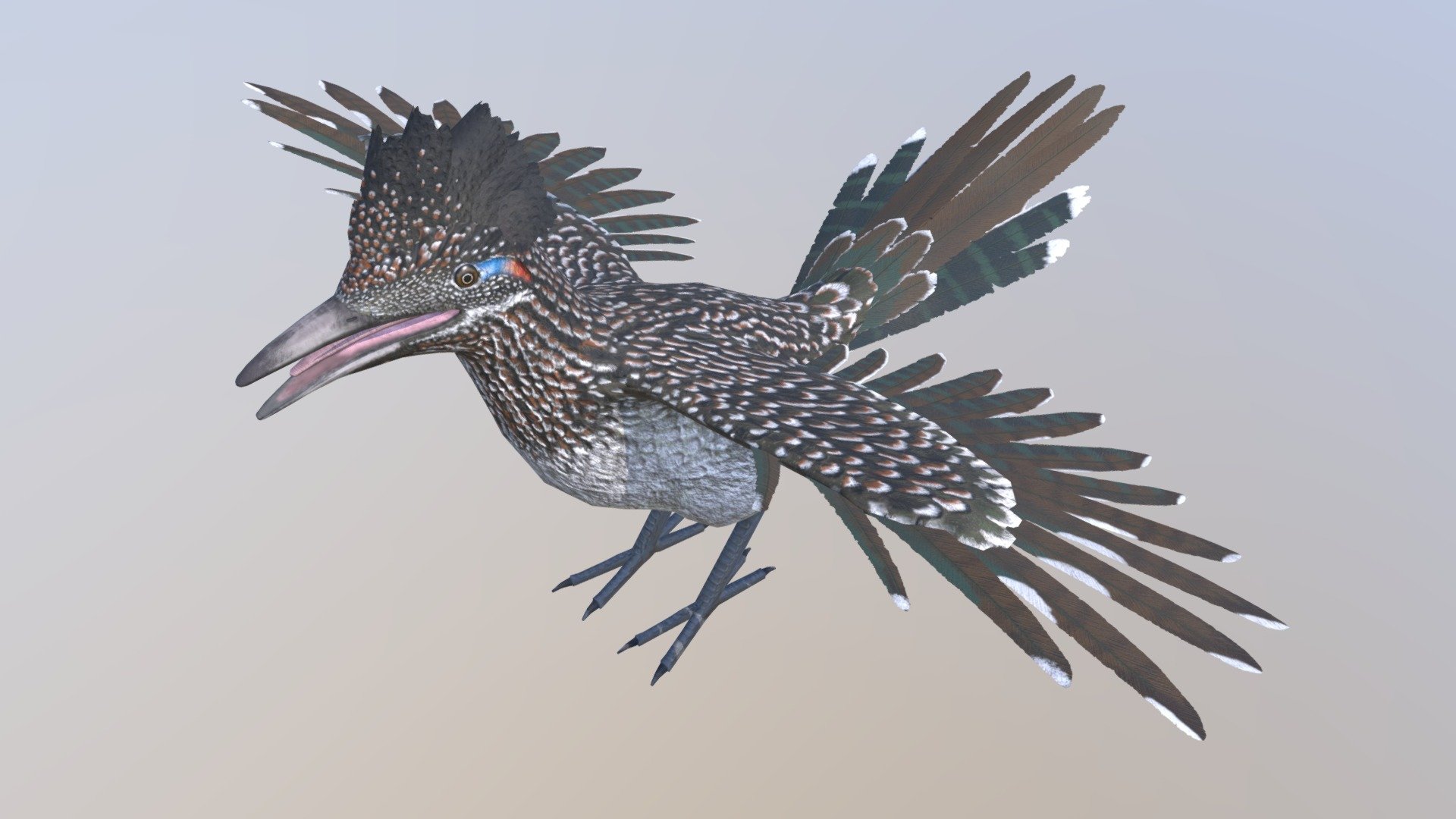 Greater Roadrunner - 3D model by Ivaldi [939c0a4] - Sketchfab