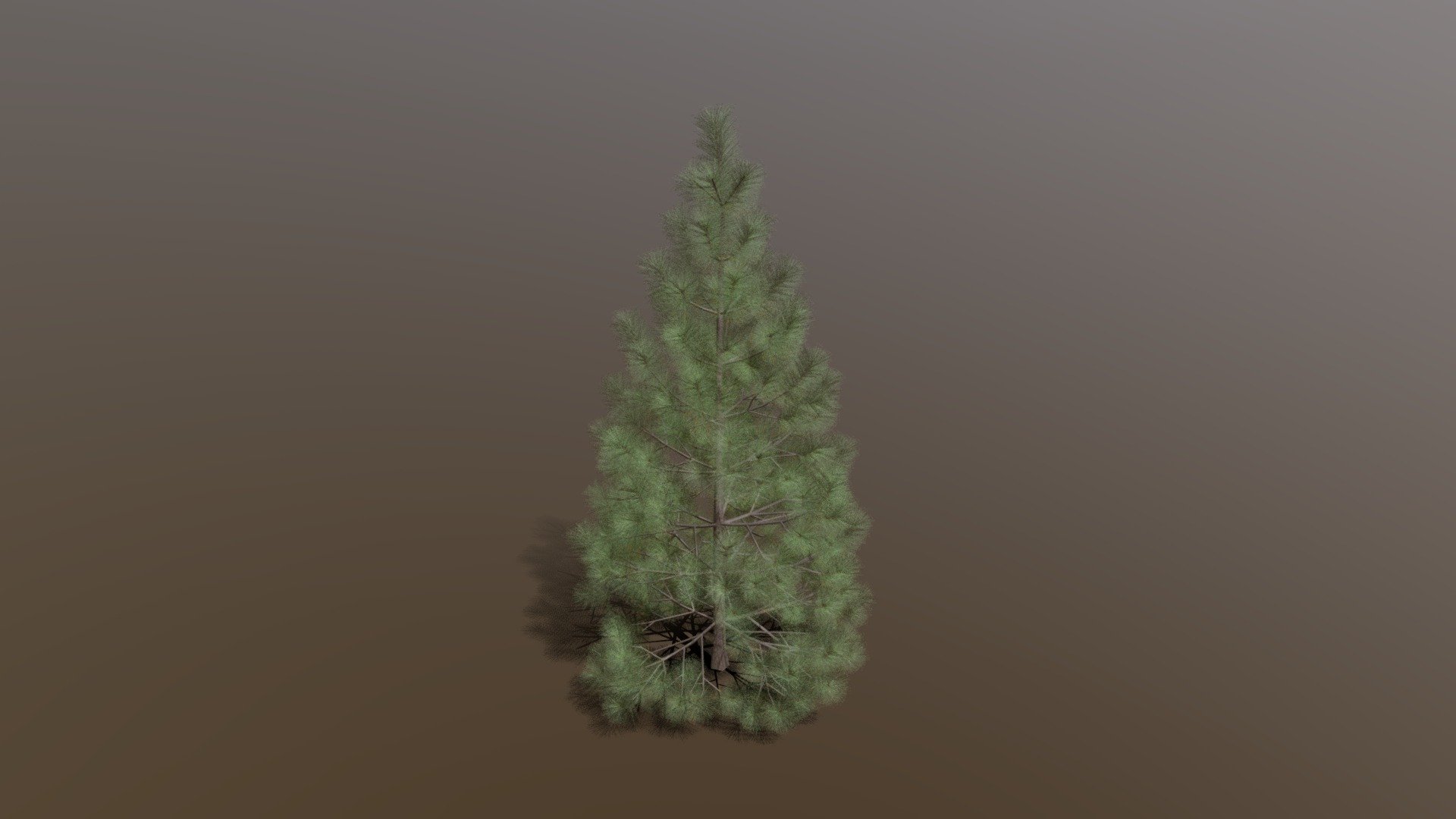 Pinus Jeffreyi Juvenile LD_LOD3 - Download Free 3D model by henry-212 ...