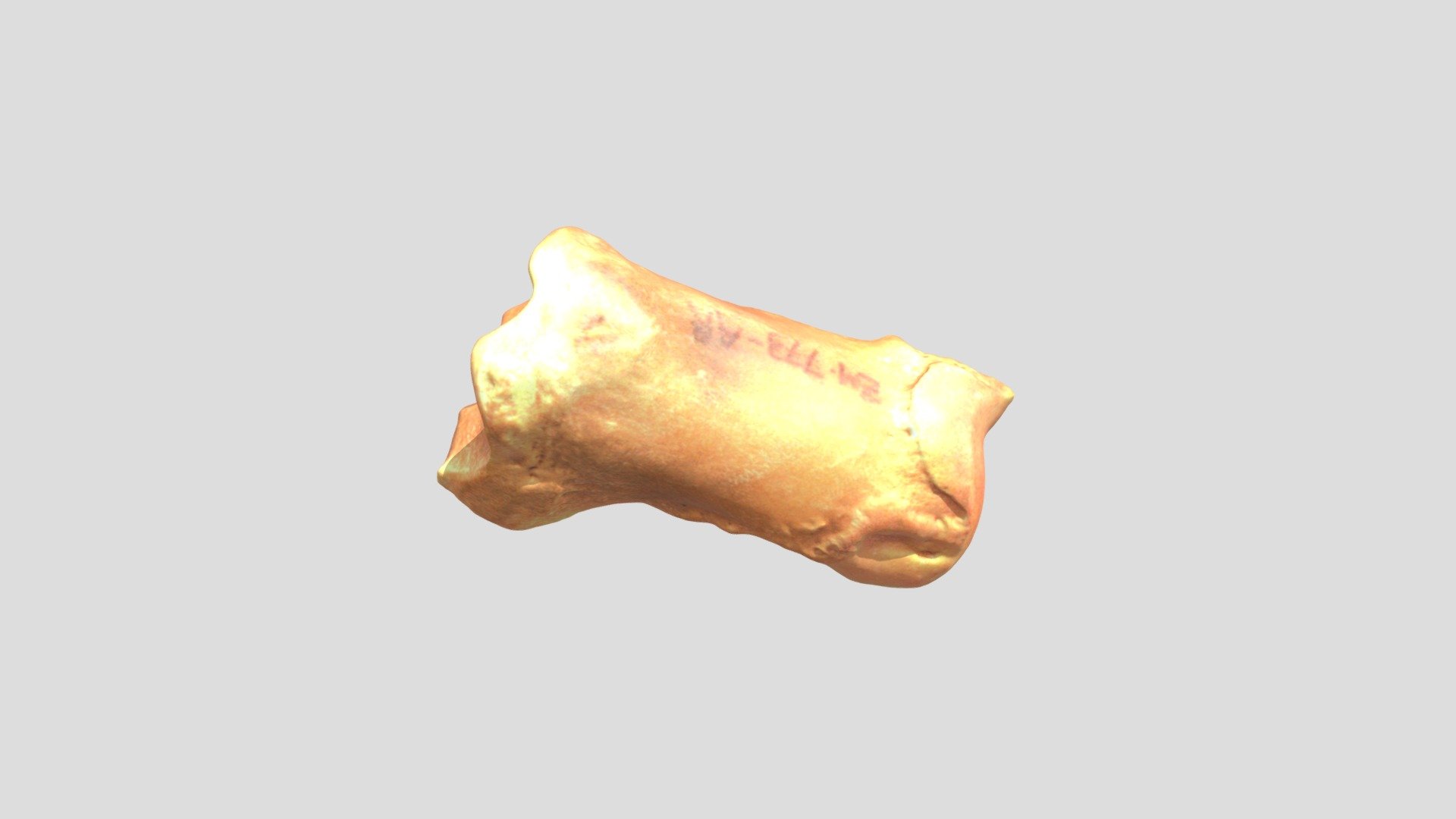 Bos indicus (zebu) - R posterior phalanx I - 3D model by ...