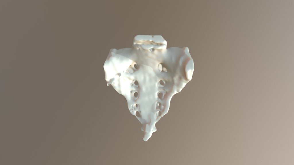 Sacrum: 8931M - 3D model by merware [93af2f0] - Sketchfab
