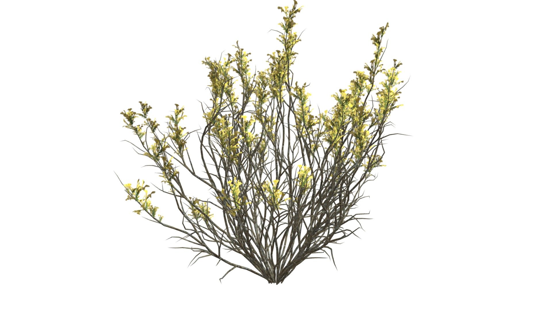 Broom Snakeweed with Flowers #06 - Buy Royalty Free 3D model by ...