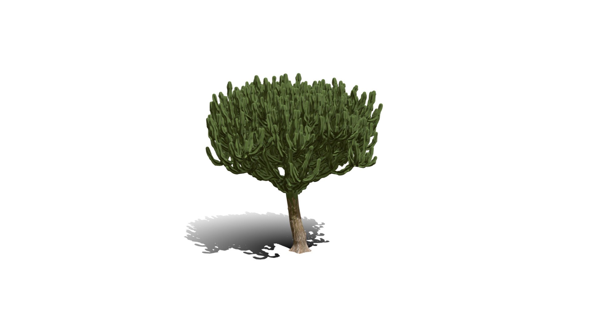 Realistic HD Candelabra tree (30/40) - Download Free 3D model by ...