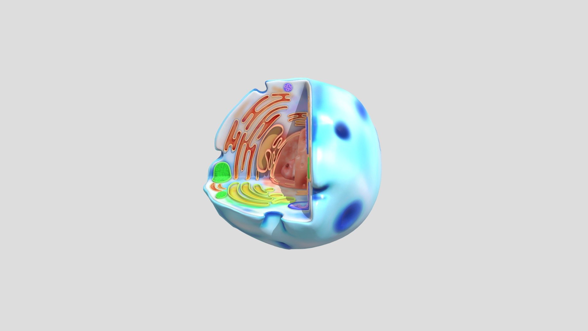 Sel Manusia - 3D model by aungrozzy000 [93c387f] - Sketchfab