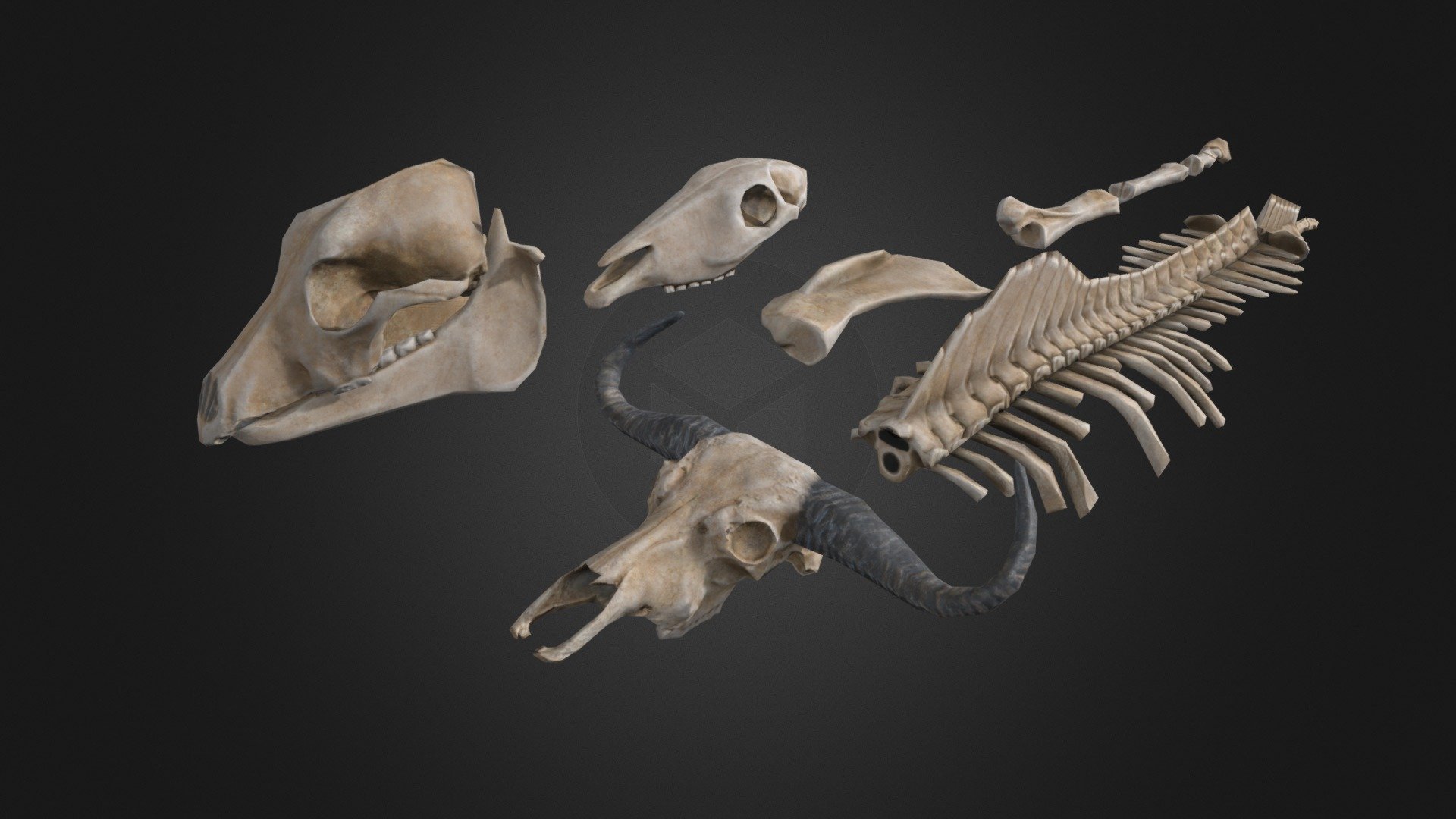 Animal Bones 3D Model By SeferotR 93cad9b Sketchfab
