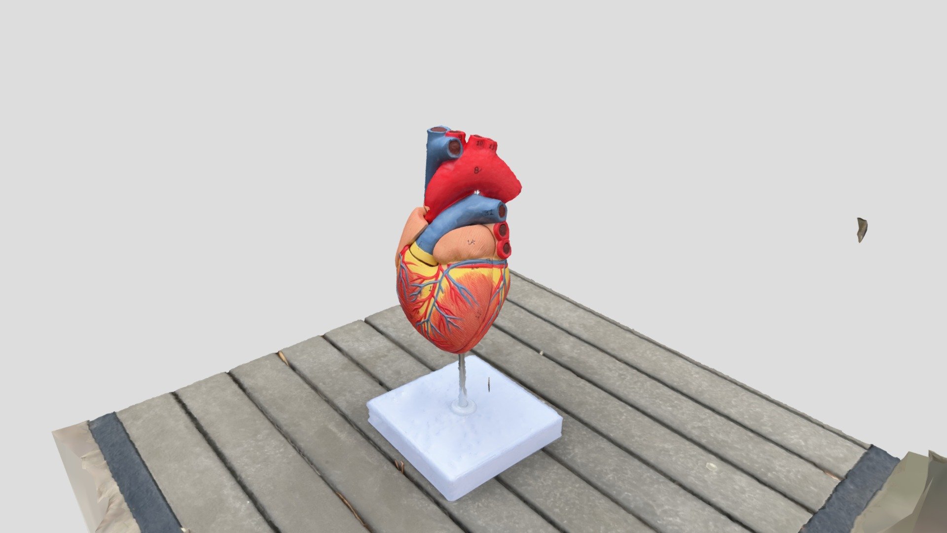 Walter Products Life-Size Heart - 3D model by GravityB [93d64aa ...