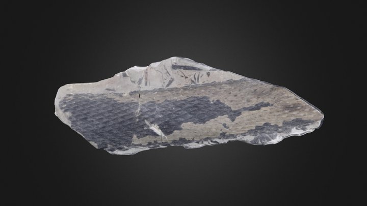 Lycopod 3D models - Sketchfab