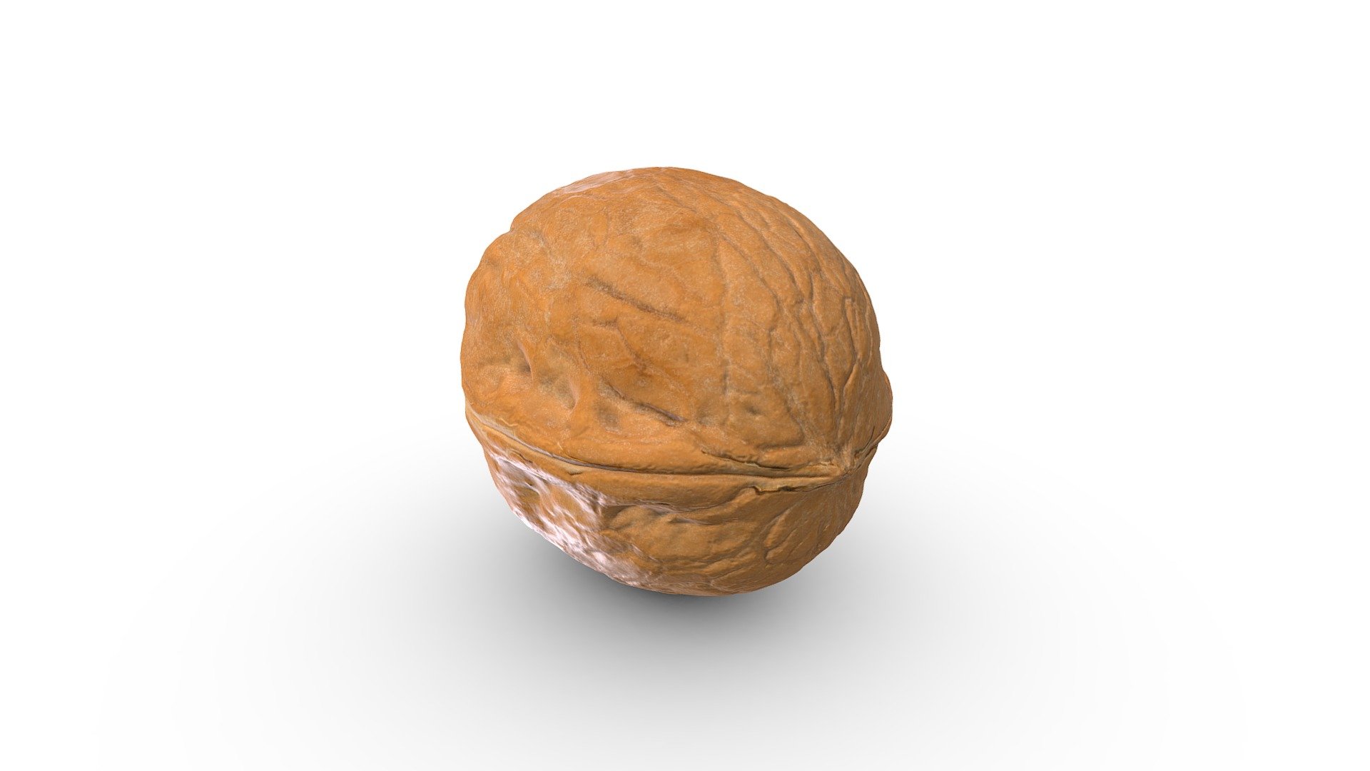 Walnut Shell - 3D model by RawCatalog.com (@rawcatalog) [93db604 ...