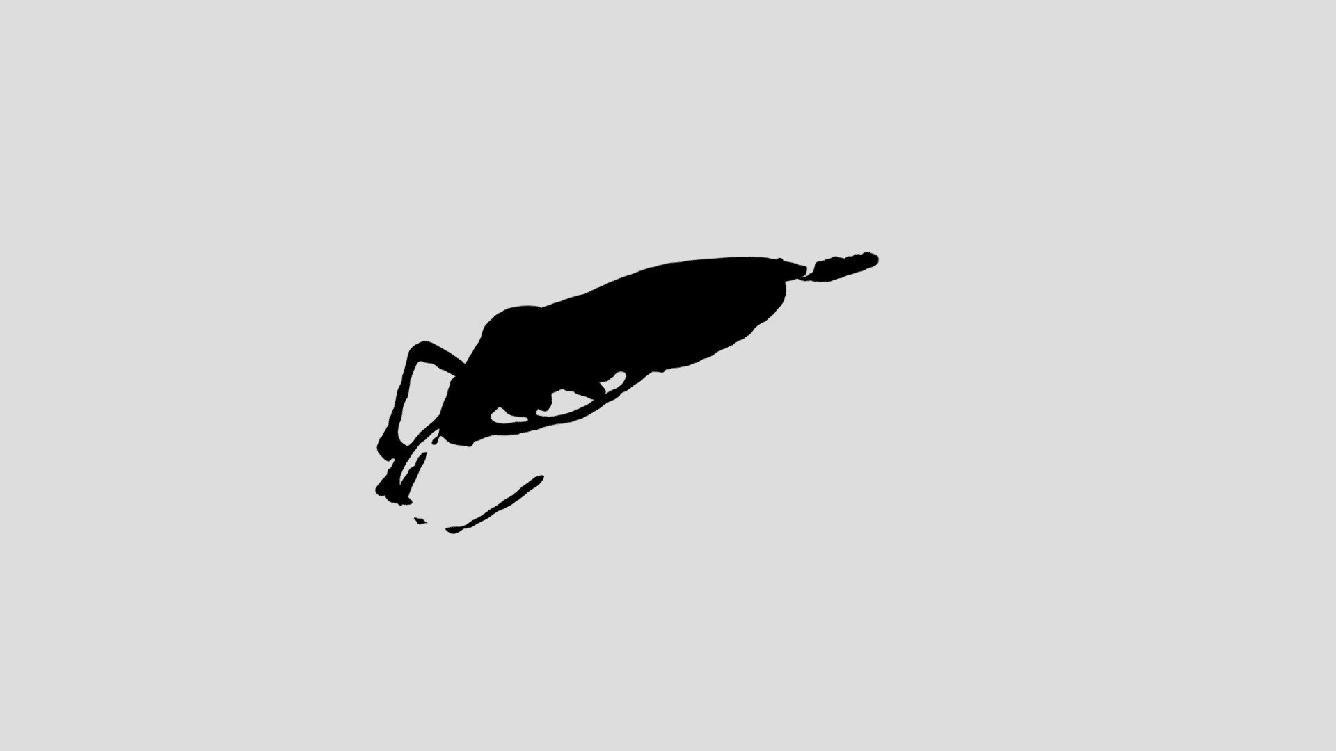 Pyrrhocoris apterus - Download Free 3D model by dtnghiagu [93def46 ...