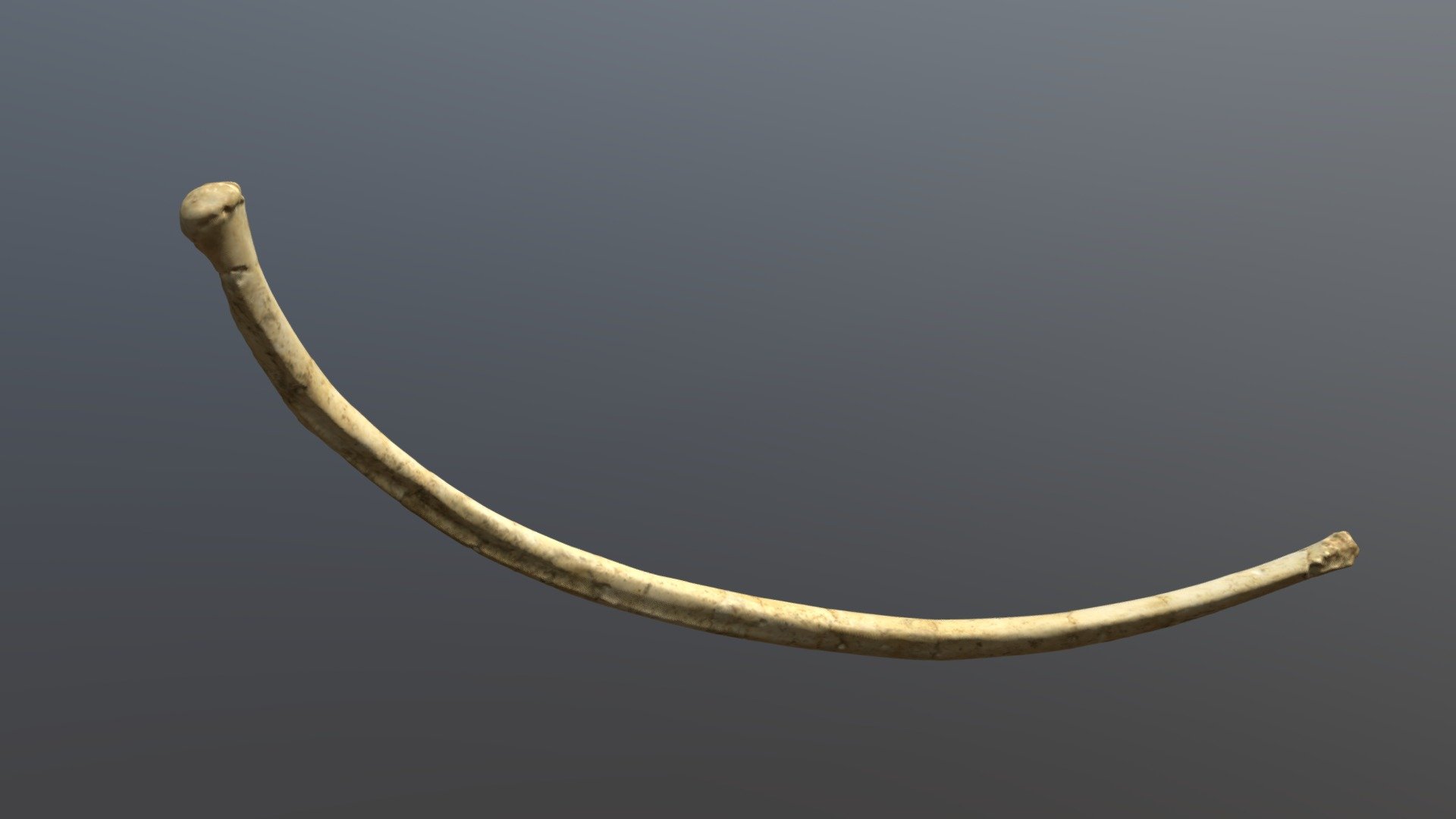 Mastodon Rib (VCU_3D_3916) - Download Free 3D model by Virtual Curation ...