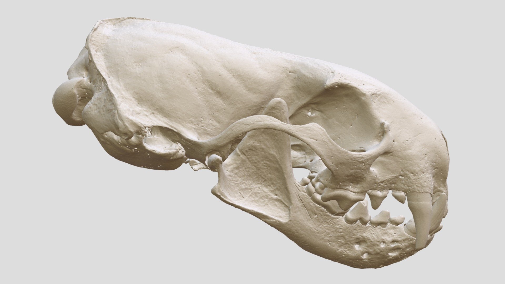 Mustela nigripes (MSB:Mamm:113497) - 3D model by Biodiversity [93e2d26 ...