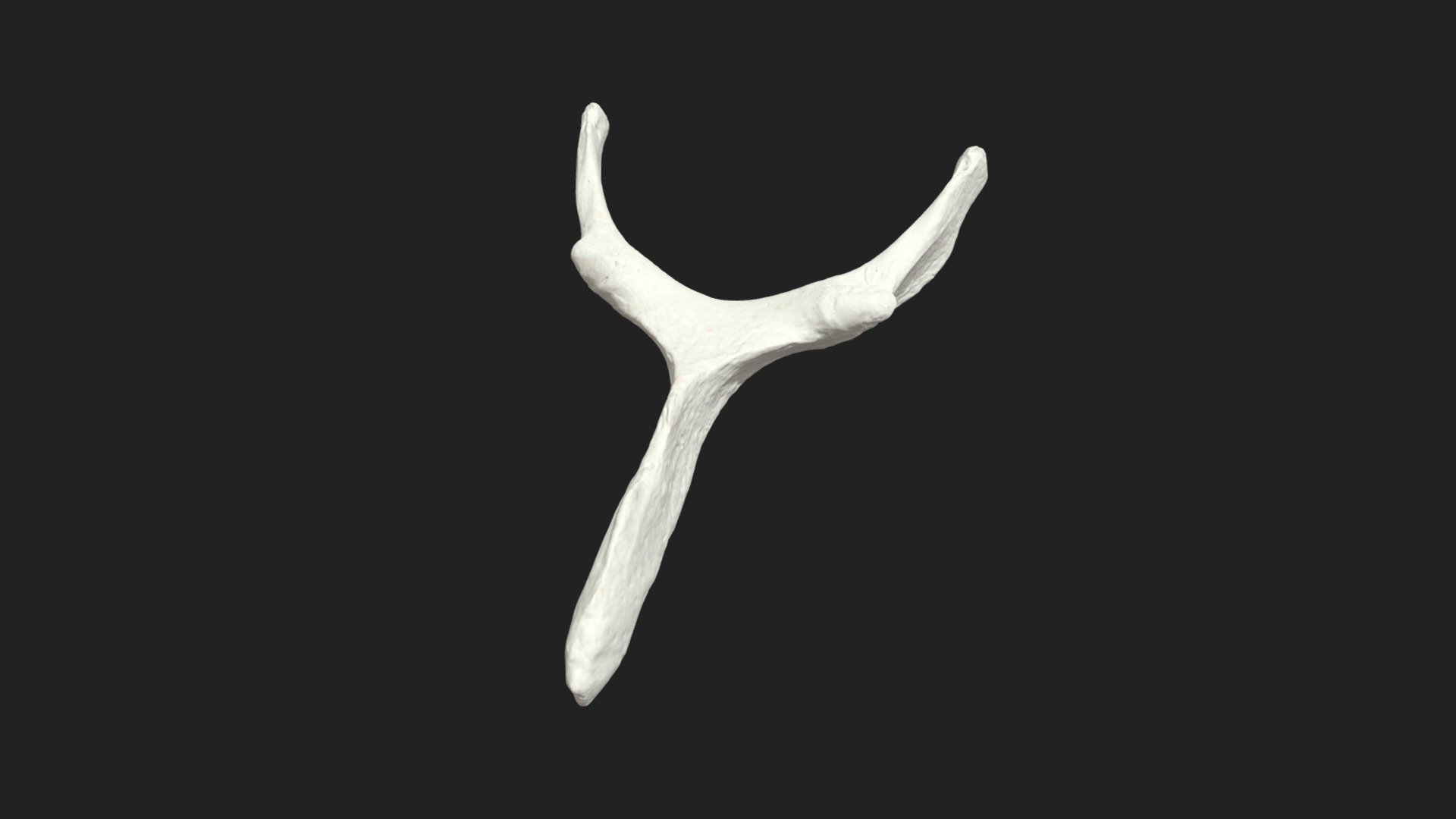 hyoid bone (basihyoideum) donkey - 3D model by vetanatMunich [93e4ede ...