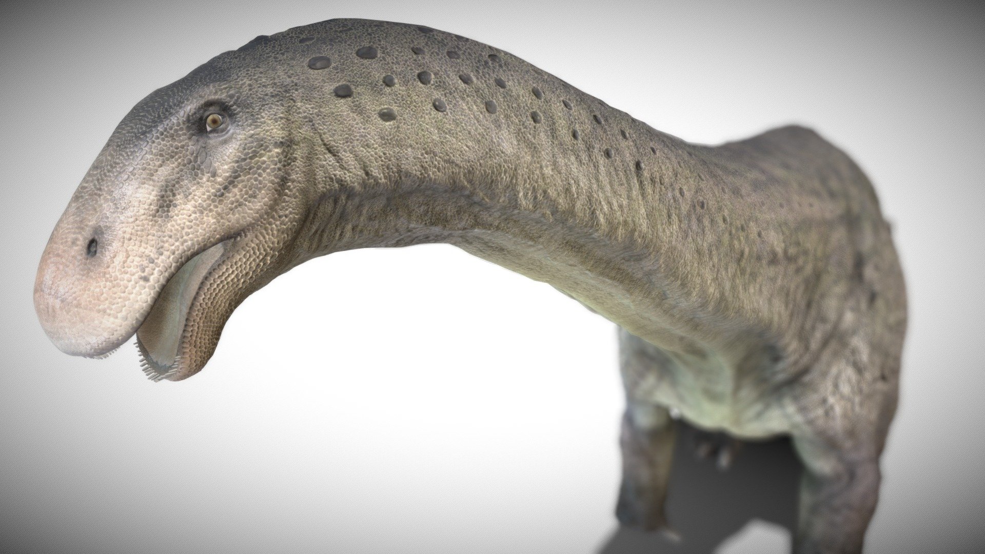 Apatosaurus - 3D model by robertfabiani [93ea384] - Sketchfab