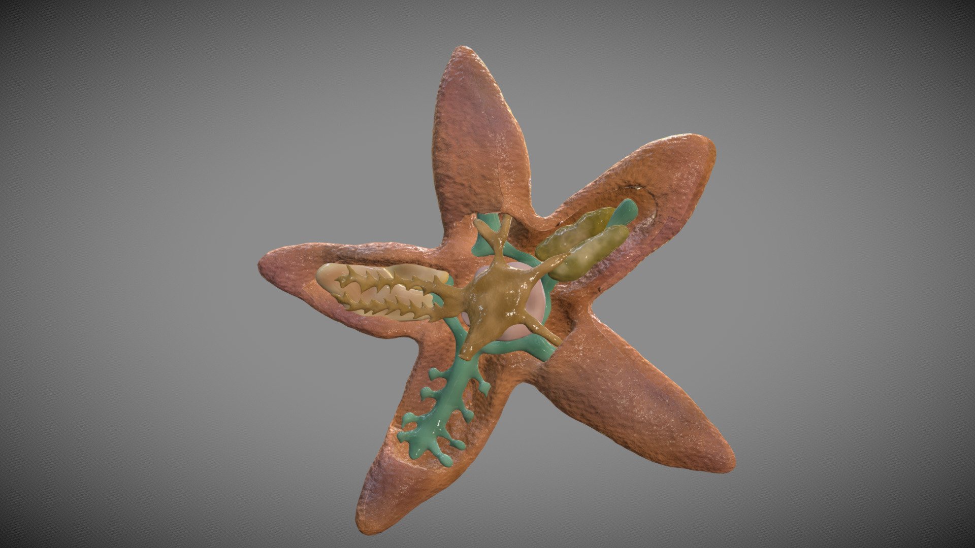 Starfish - 3D model by BrainStation (@Sohila.Lotfy) [93f377a] - Sketchfab