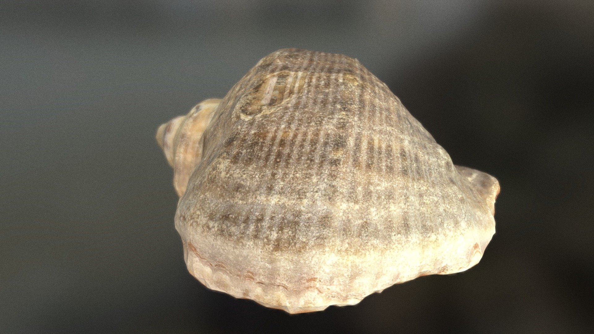 Shell - low poly - Buy Royalty Free 3D model by gugusheep [93f4138 ...