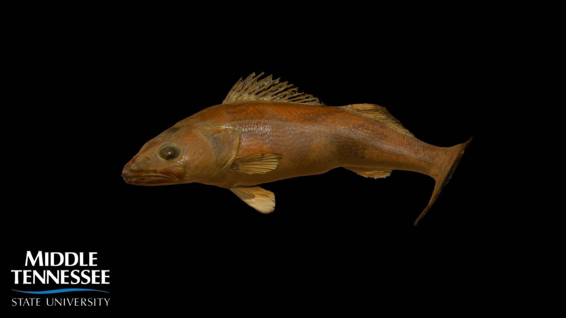 Sauger - Sander canadensis - Download Free 3D model by MTSUichthyology ...
