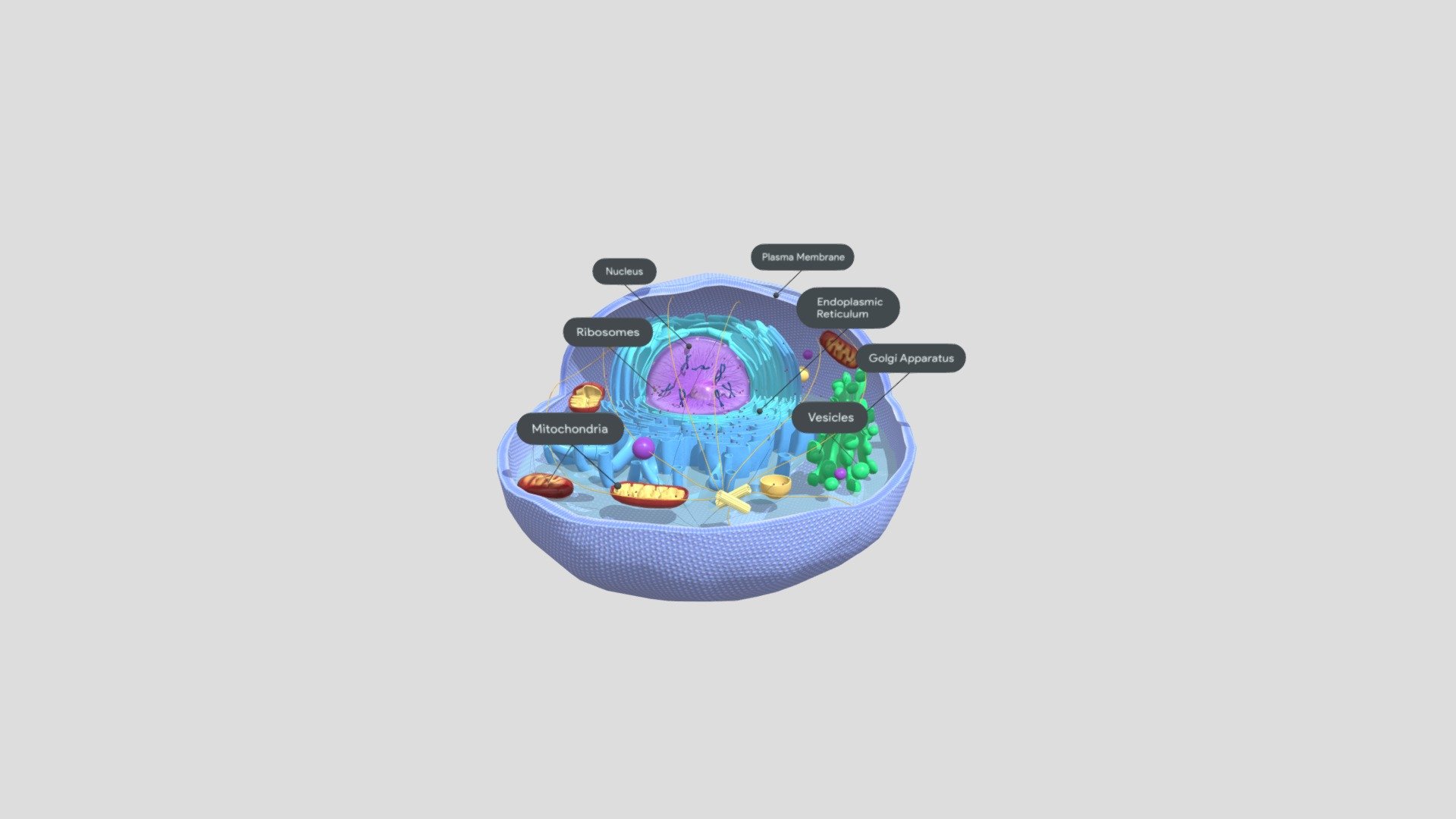 Eukaryote Cell - Download Free 3D model by brianj.seely [940dd80 ...