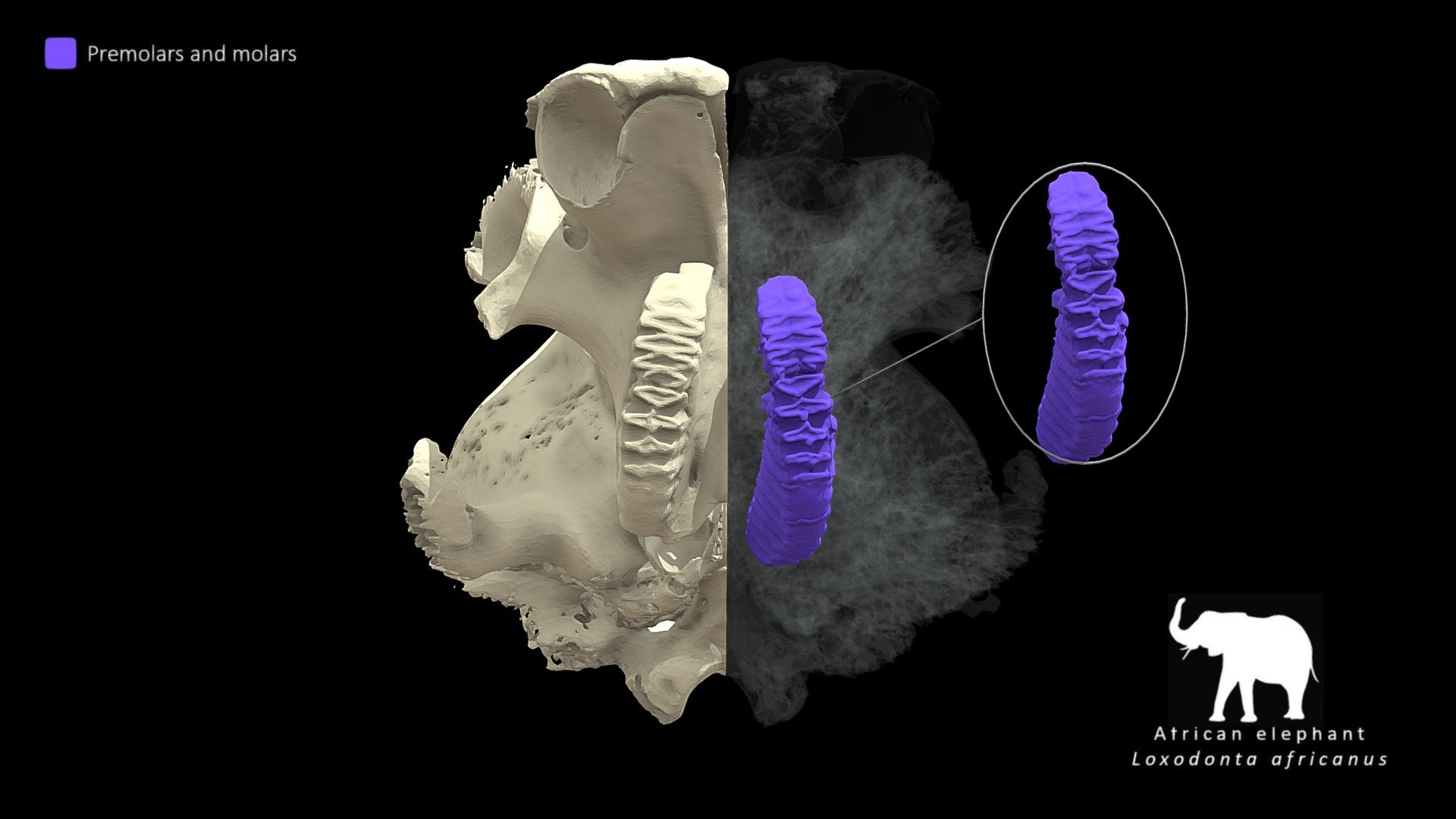 African Elephant Dentition - 3D model by Blackburn Lab (@ufherps ...