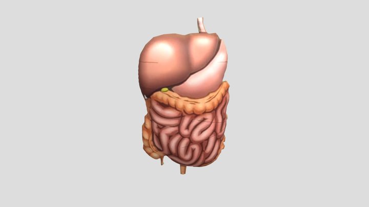 Digestive-system 3D models - Sketchfab