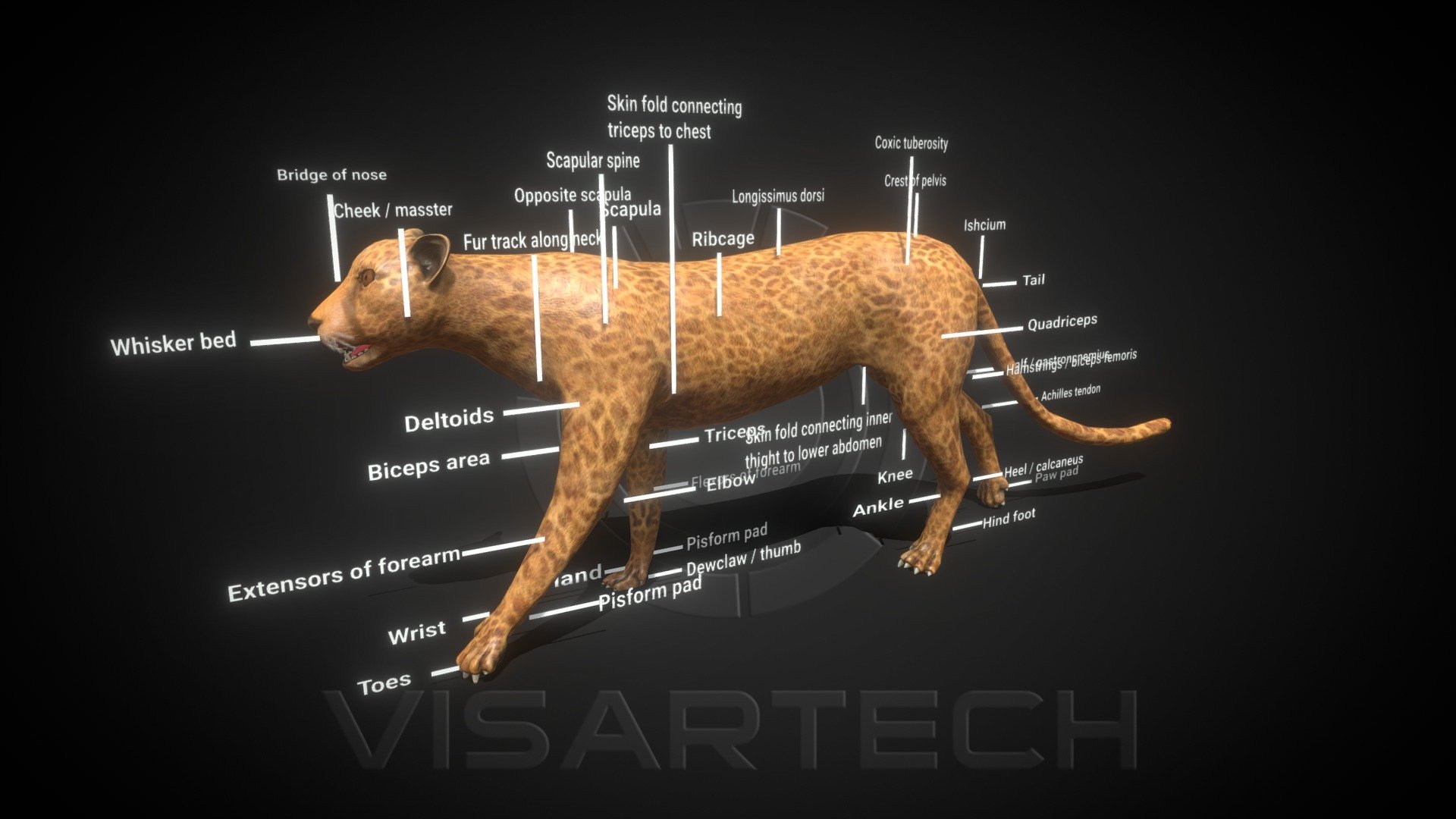Cheetah - 3D model by Visartech [940f6b6] - Sketchfab