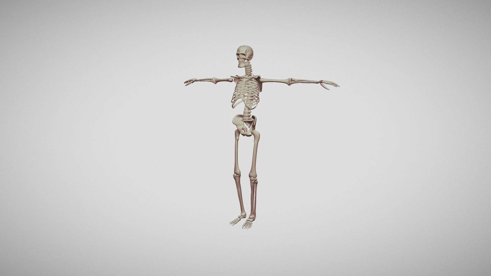 Skeleton - Download Free 3D model by PRINCE.JACK (@J.A.C.K) [9414136 ...