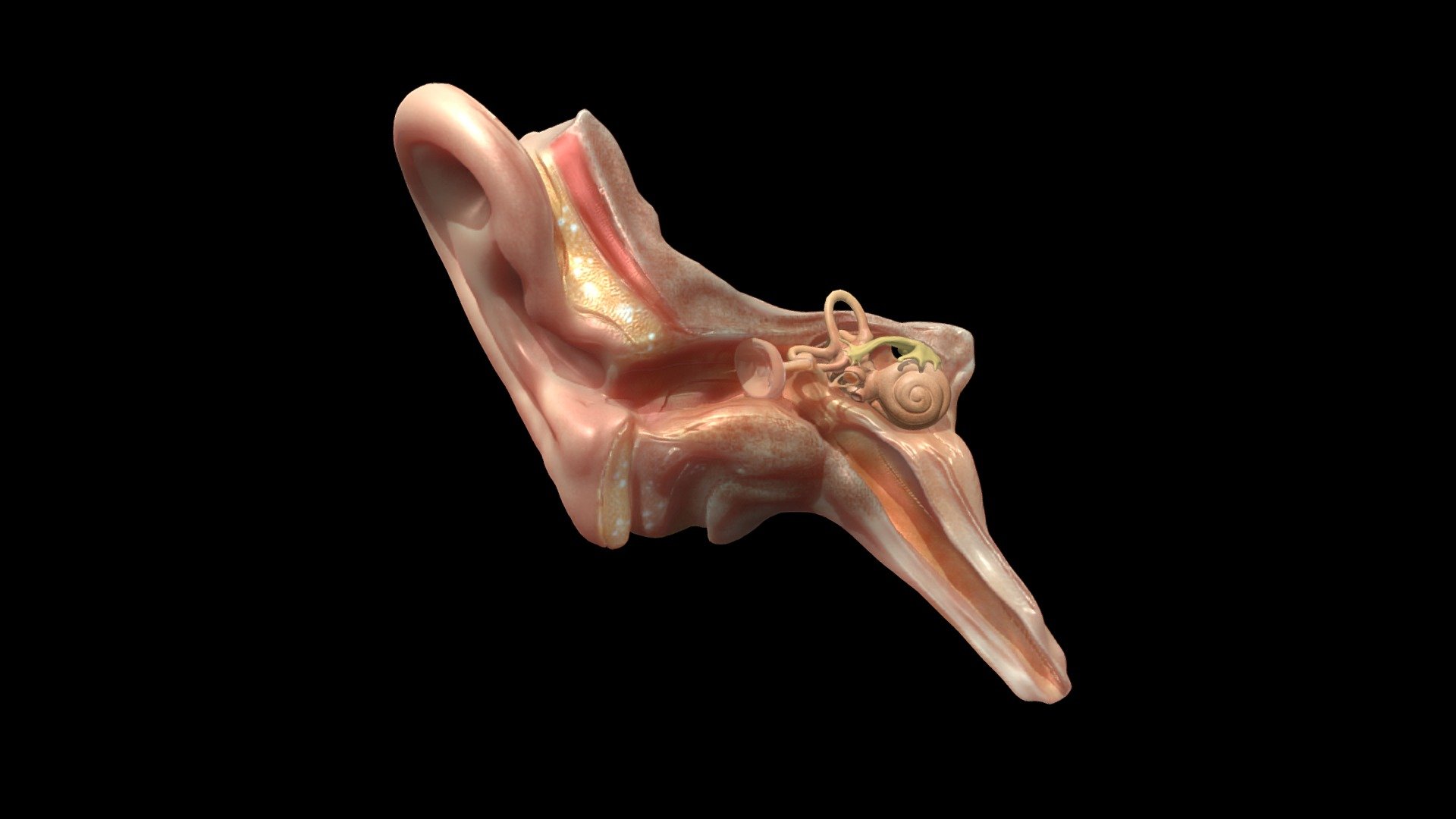 Animated Human Ear - Anatomy - 3D model by kg007 [9416688] - Sketchfab