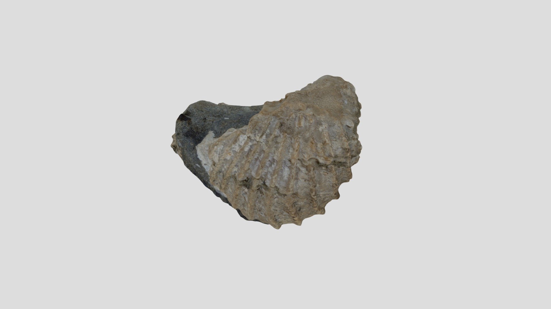 LACMIP 10746.3 Pterotrigonia sp. - Download Free 3D model by Natural ...