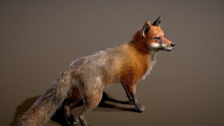Fox 3D models - Sketchfab